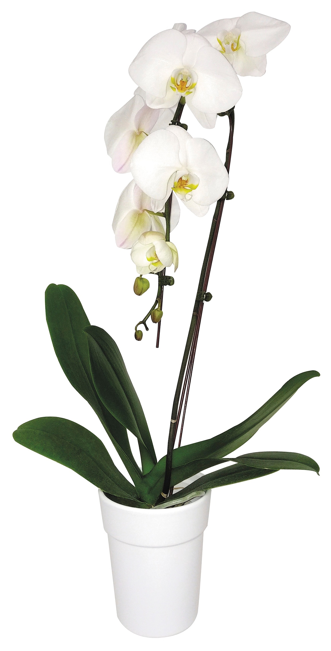 5” Waterfall Orchid