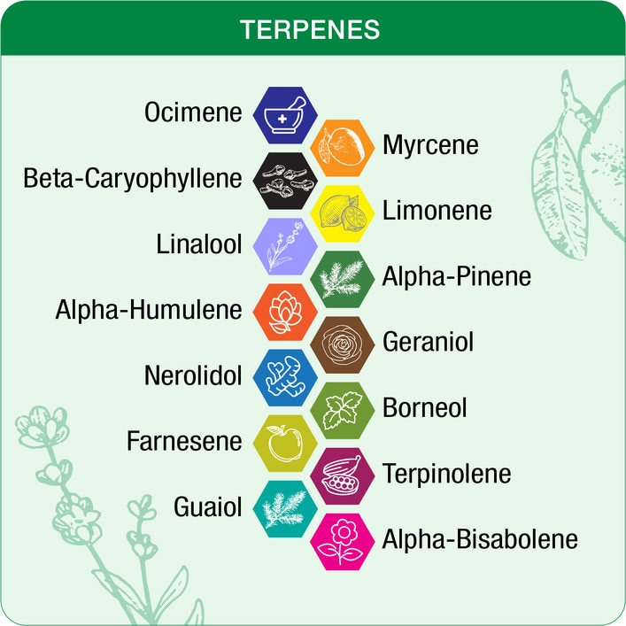 What are Terpenes? | Medical Cannabis by Pharmaprix