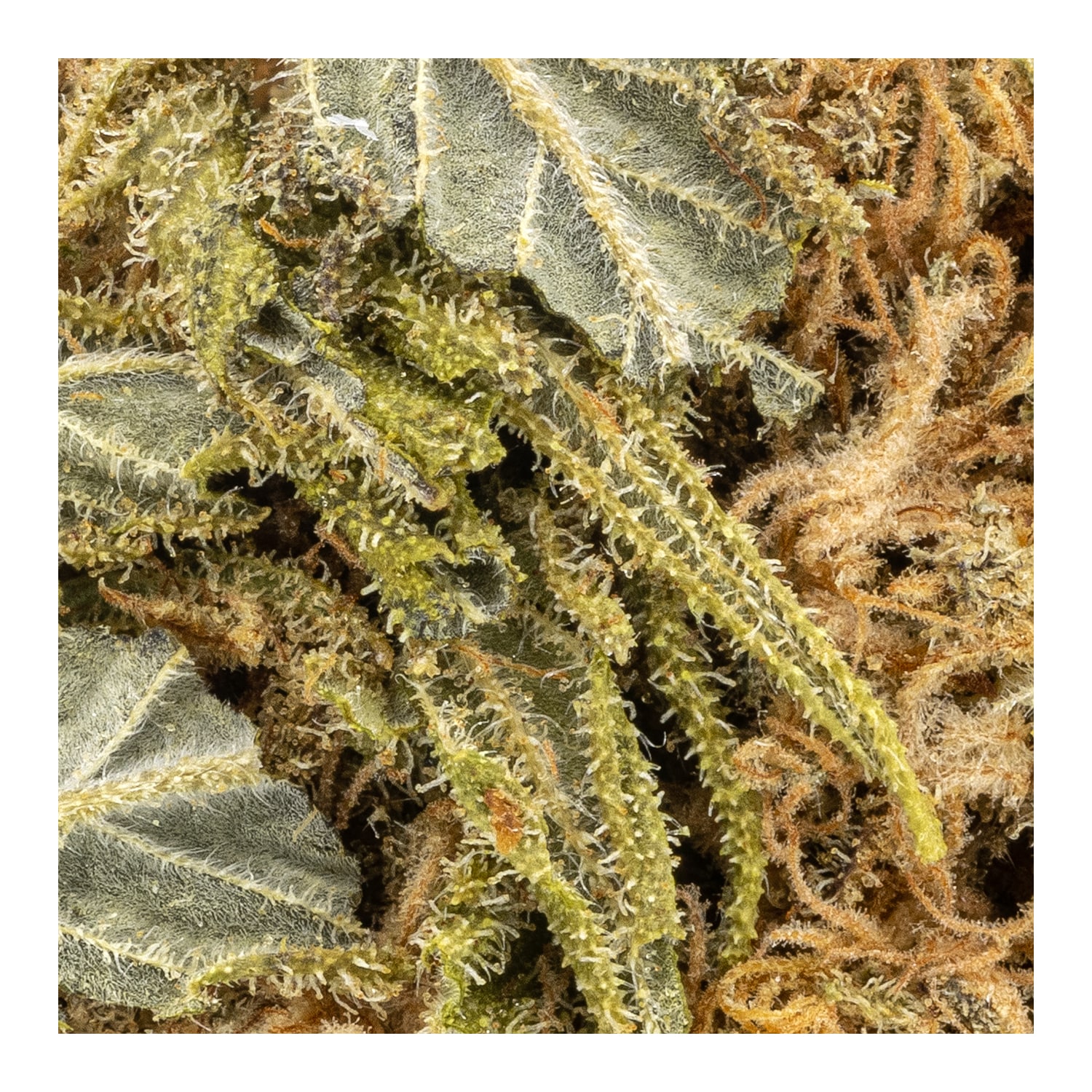 Re-Up Wappa Cannabis Flower by Re-Up | Cannabis Médical de Pharmaprix